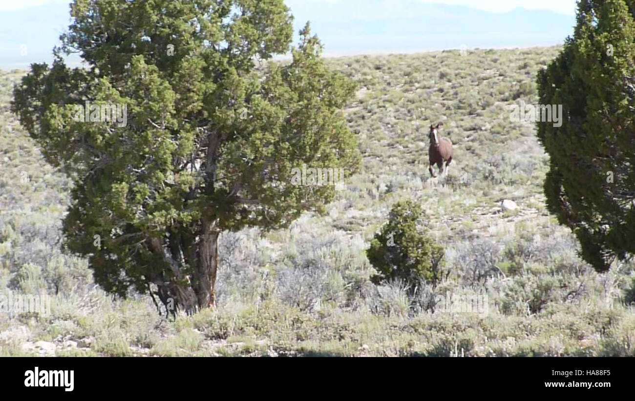 This photograph, labeled BLM Nevada, showcases the expansive desert ...