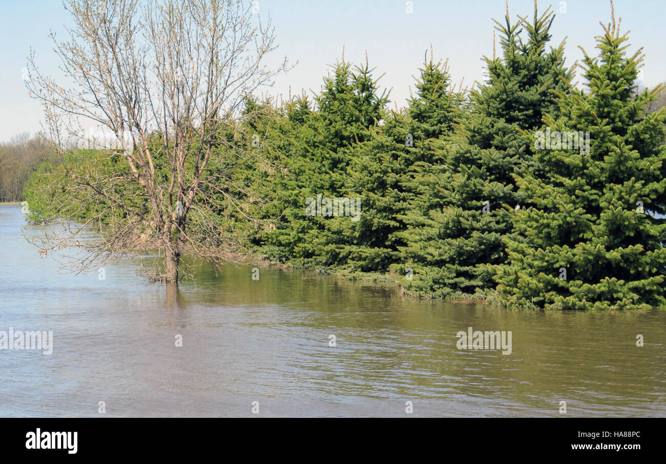 This photograph documents the flooding in the Cavalier and Tongue River ...