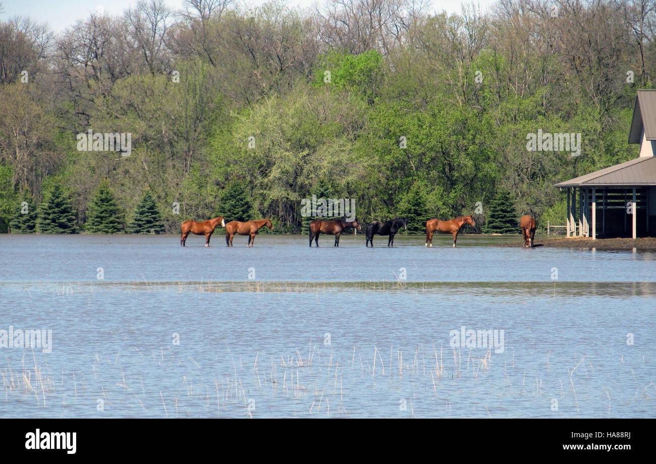 This image depicts the flooding damage to the Cavalier and Tongue River ...