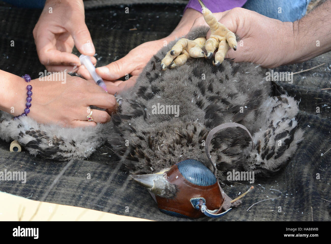 The photograph labeled *usdagov 8969125797 Eagle* captures a majestic ...