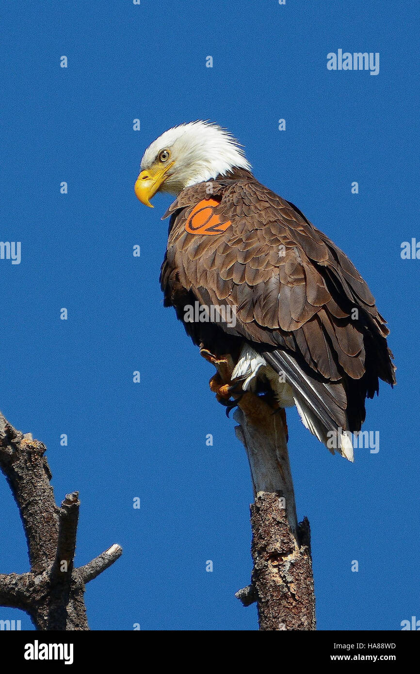 Us government photography hi-res stock photography and images - Alamy