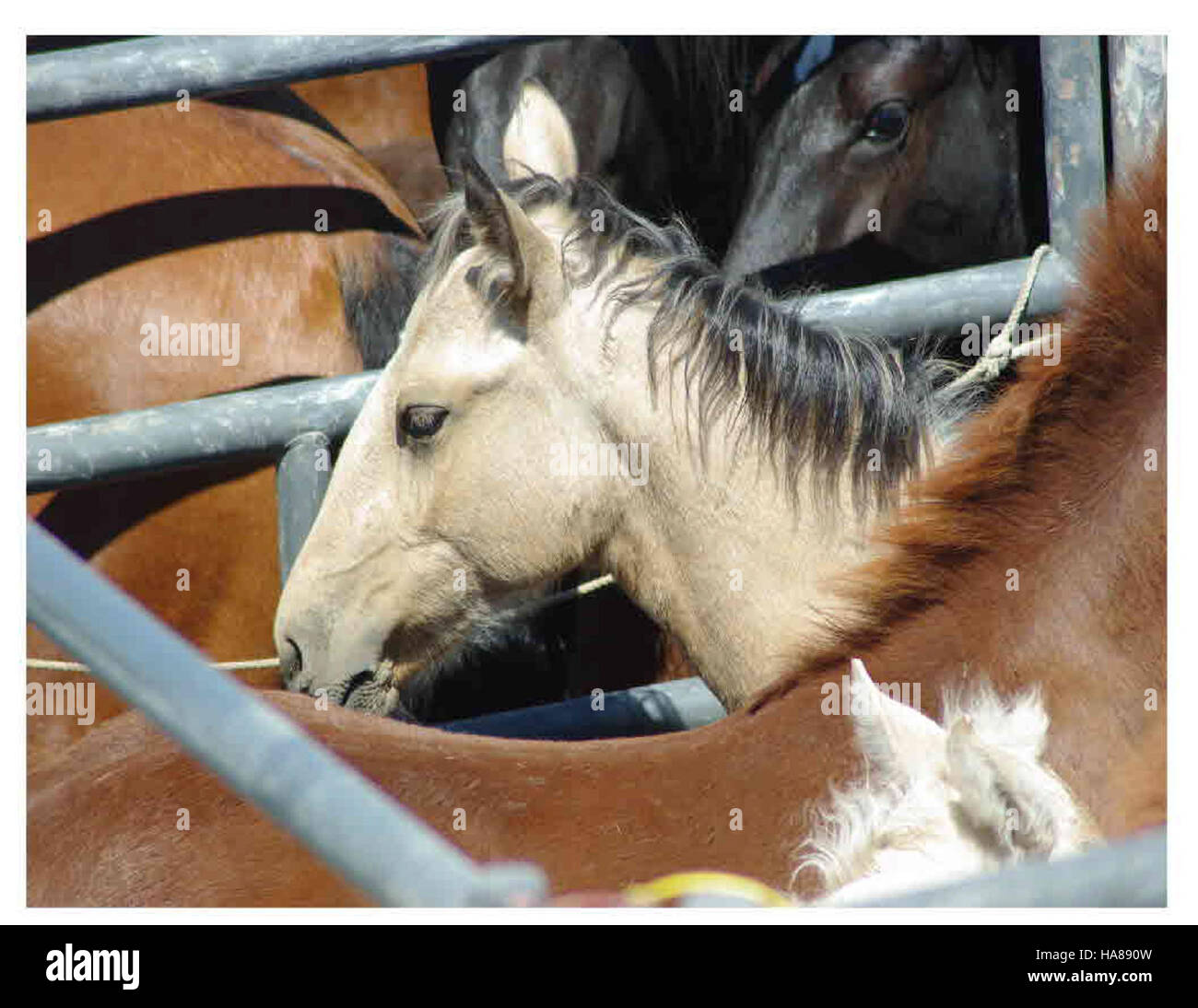 The Bureau of Land Management (BLM) in Nevada manages wild horse ...