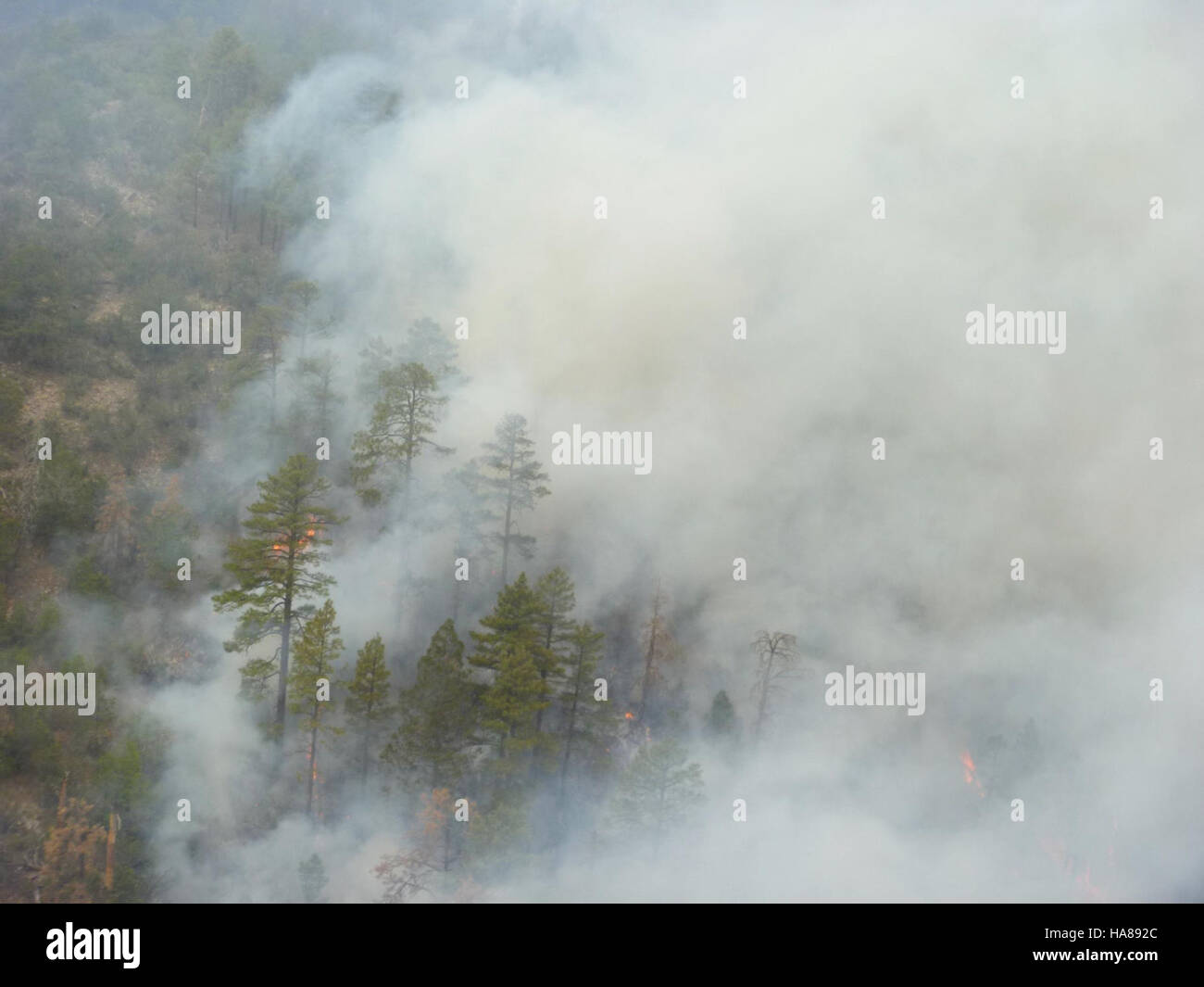 The Silver Fire in a national park affected several ecosystems ...