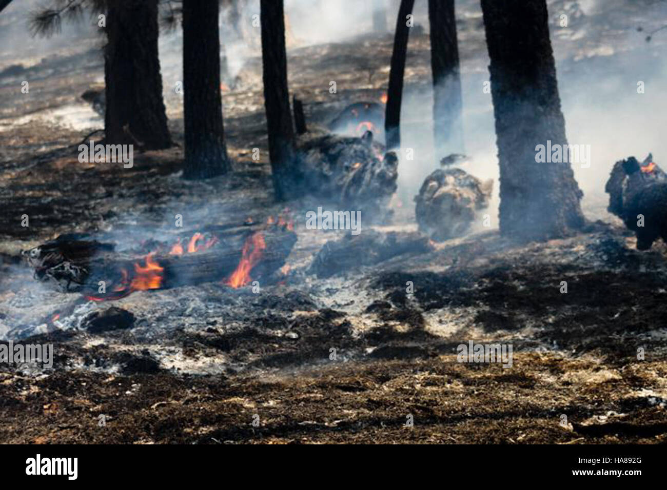 The Silver Fire, a significant forest fire in the United States, is ...