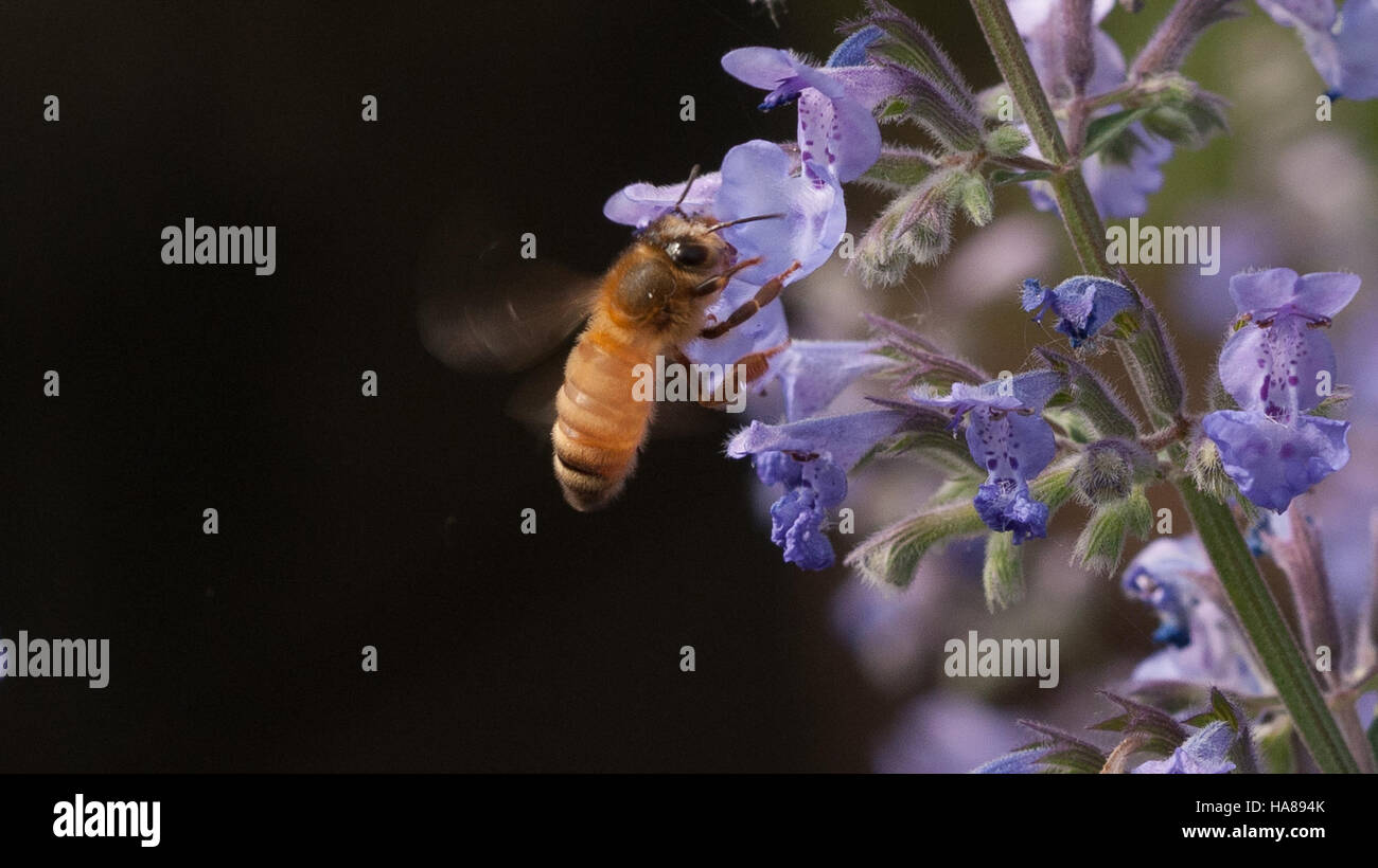 This image shows a bee colony in the USDA's People's Garden in ...