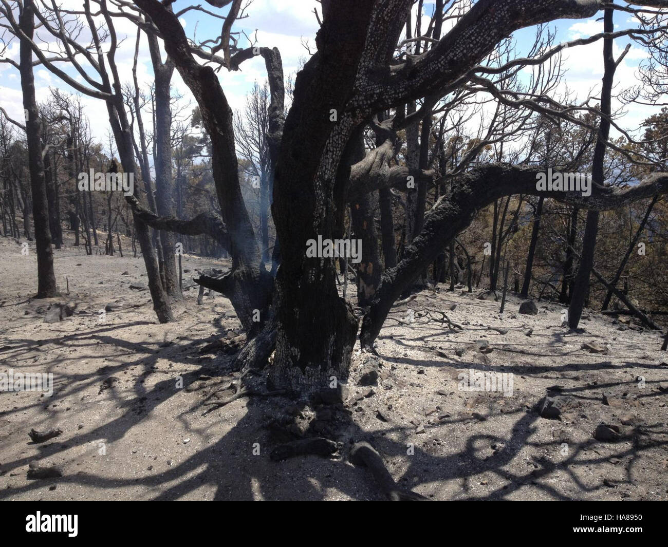 A photo documenting the Silver Fire, a forest fire event in the United ...
