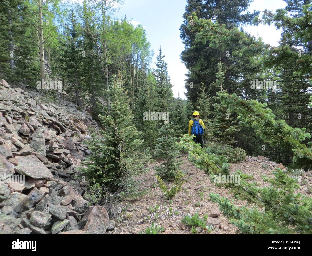 The BAER Forest Fire on Thompson Ridge caused significant environmental ...