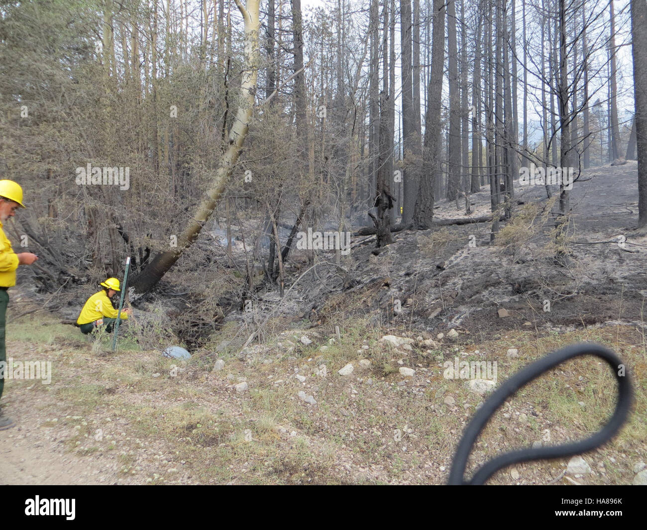 The BAER program at Thompson Ridge focuses on forest fire recovery and ...