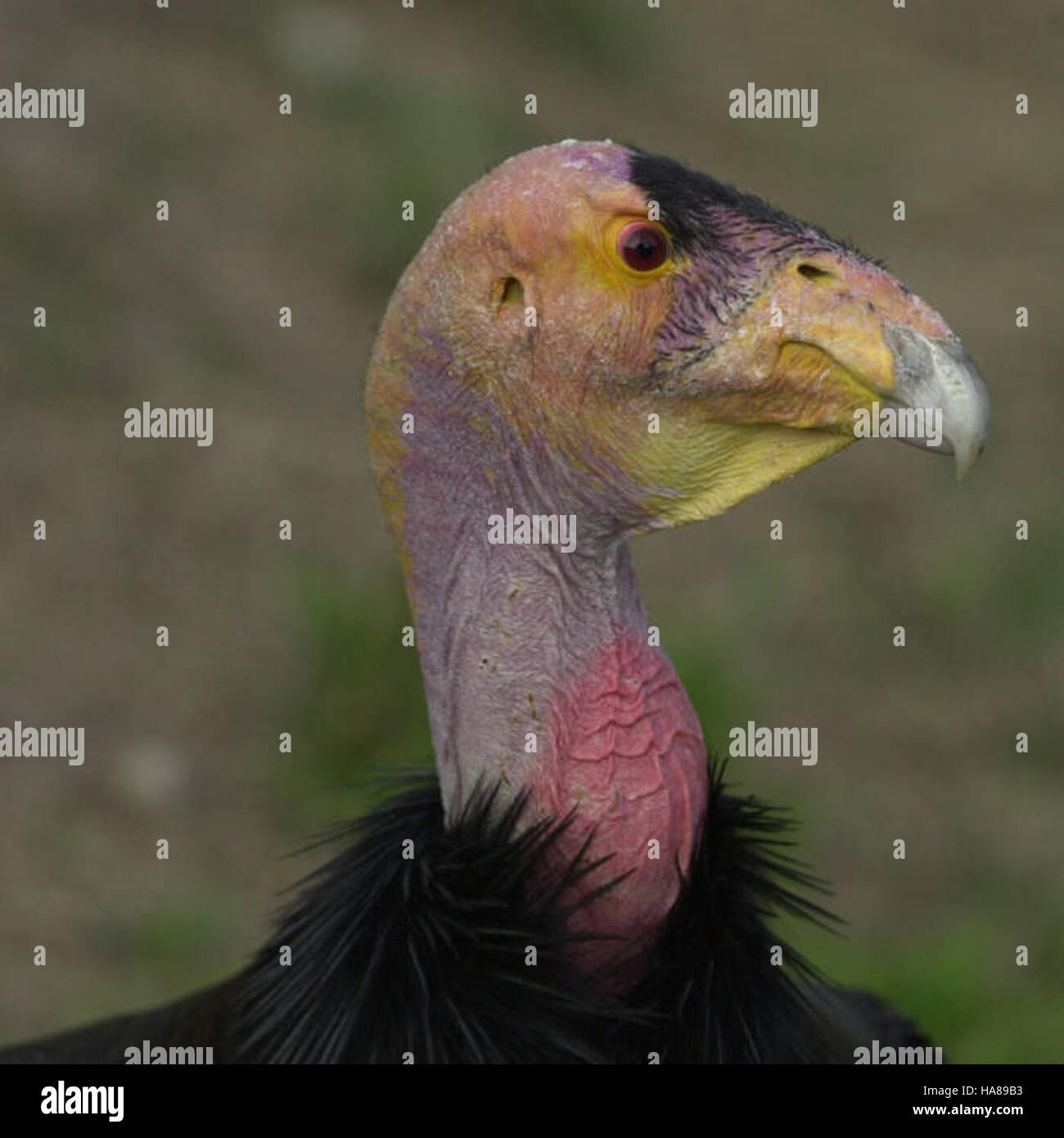 The California condor, an endangered species, is a focus of ...