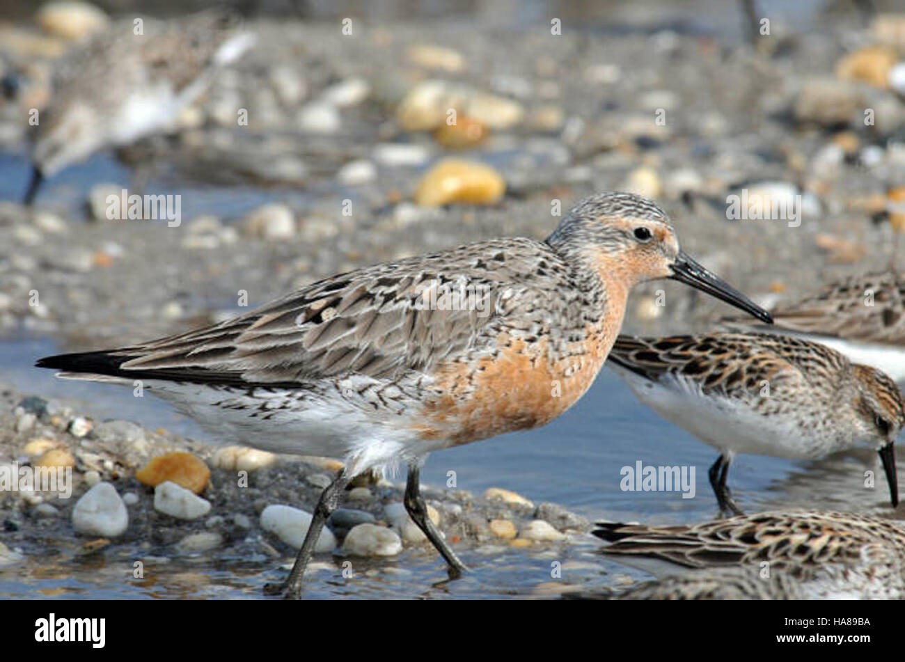 The Red Knot, a bird species listed as a candidate for endangered ...