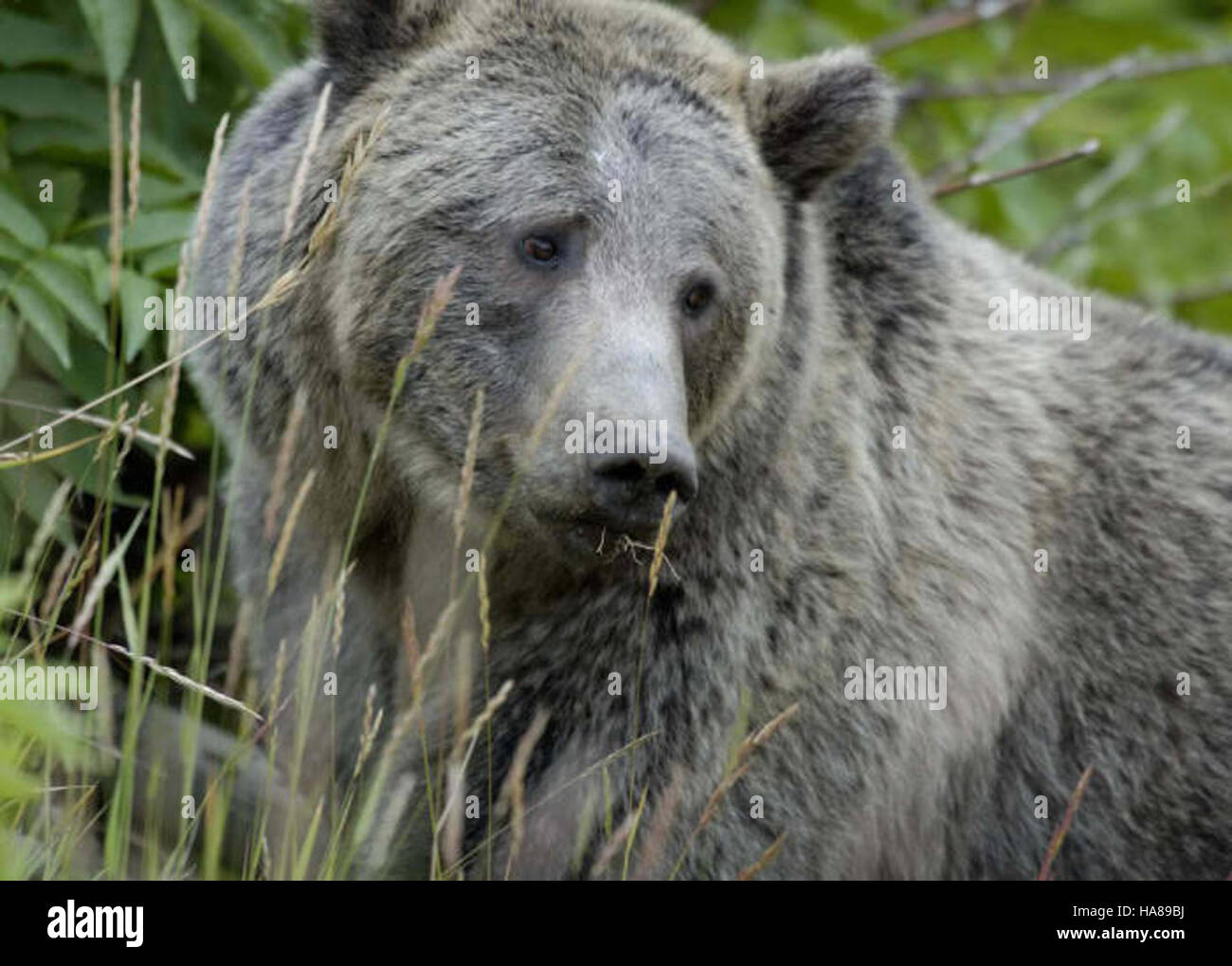 The grizzly bear, a threatened species, inhabits the rugged landscapes ...