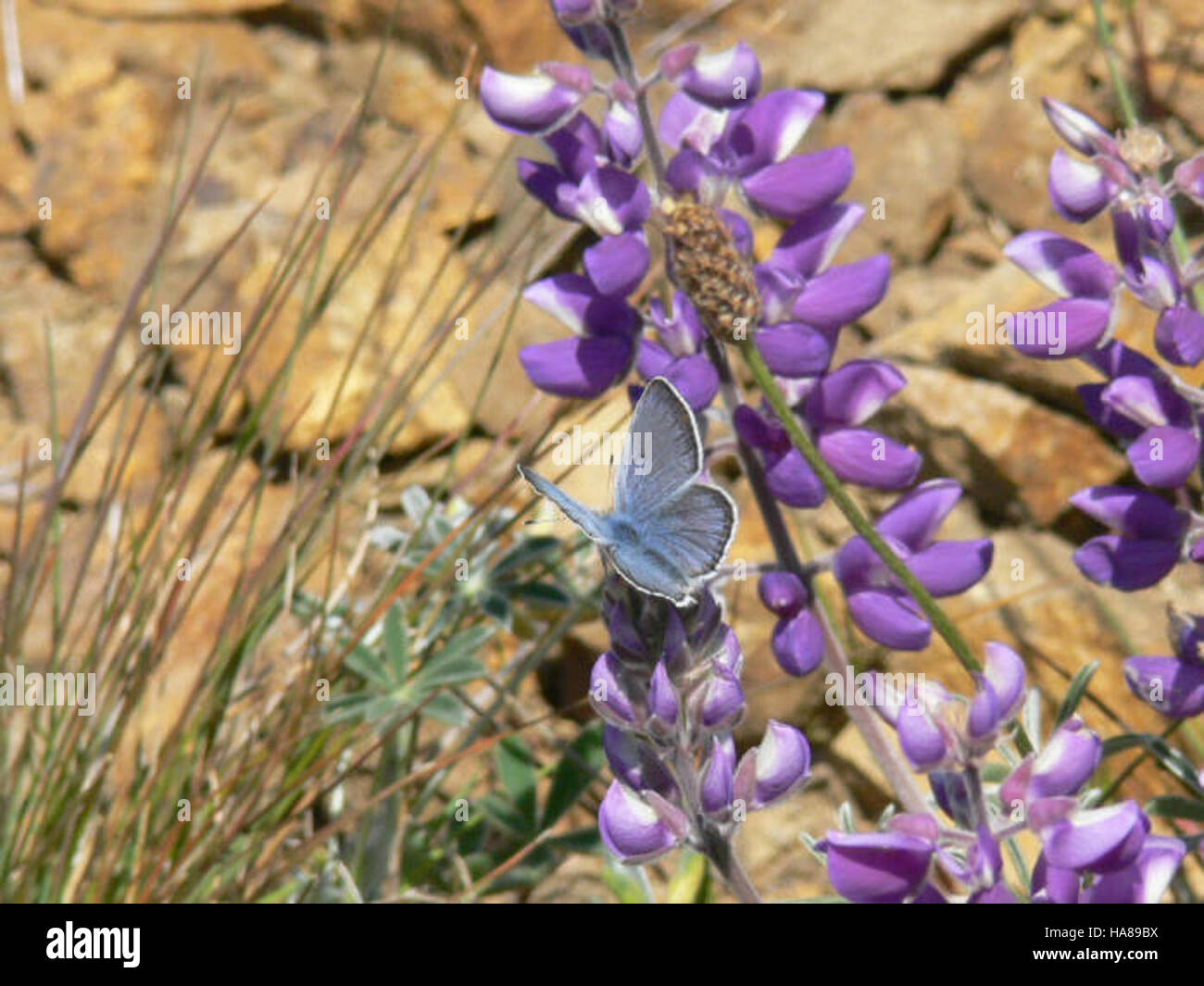 The Mission Blue Butterfly, an endangered species, is native to ...