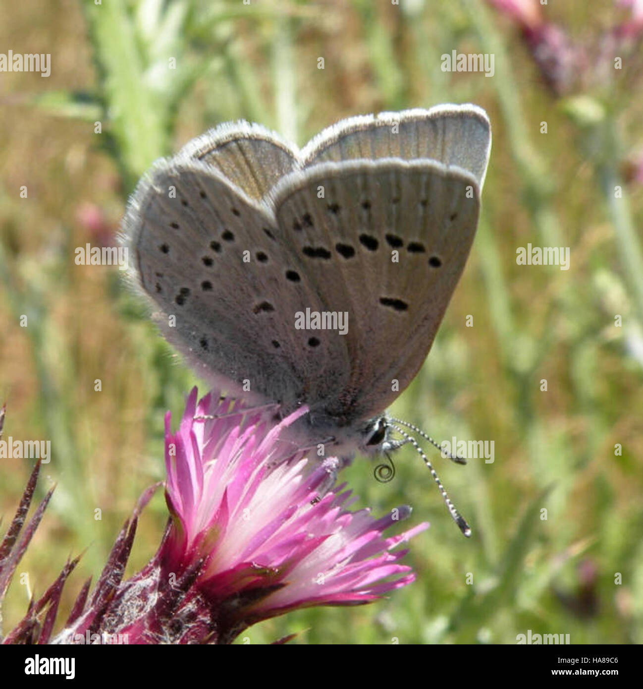 The Mission Blue Butterfly (Icaricia icarioides missionensis) is an ...