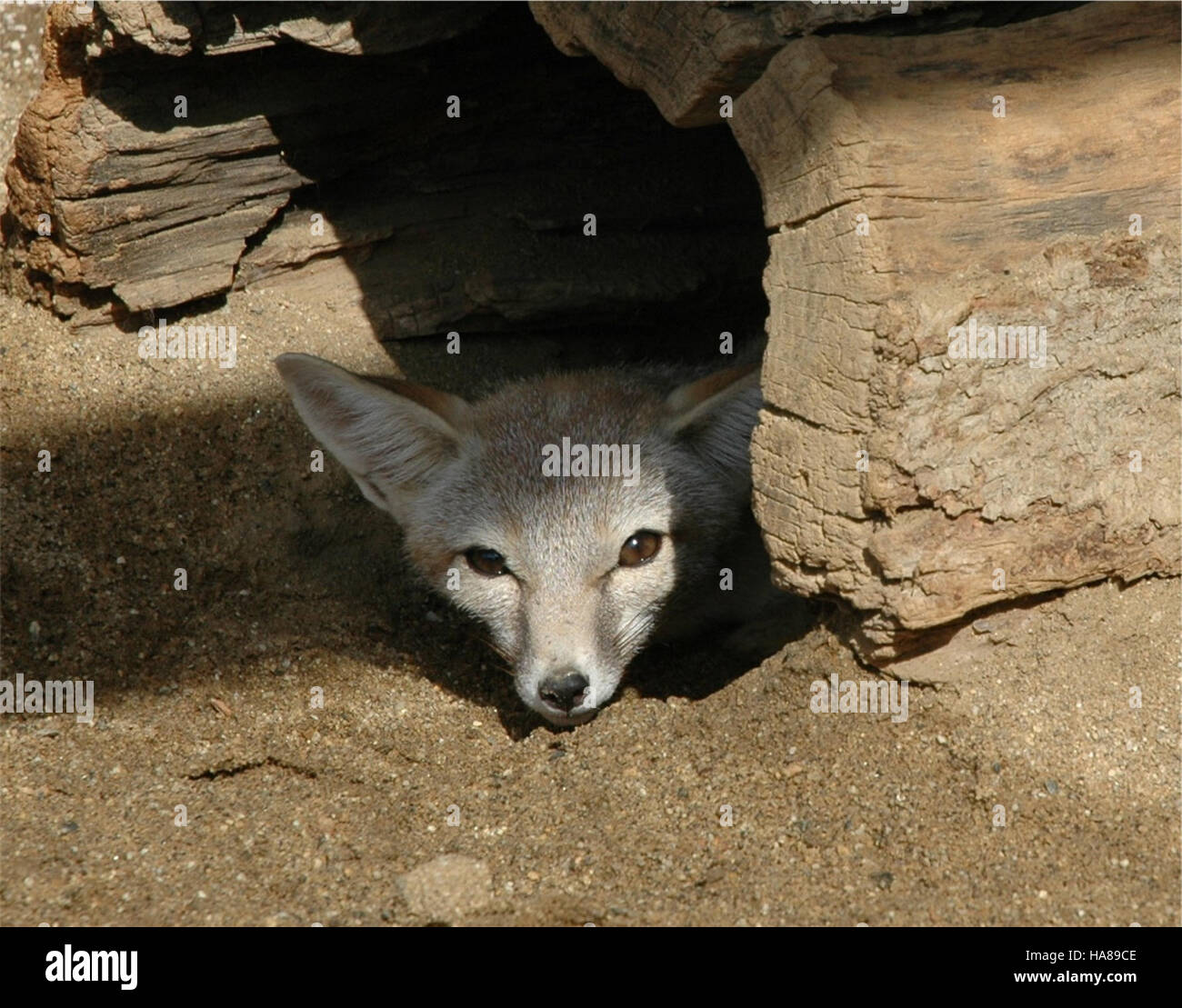 San joaquin kit fox hi-res stock photography and images - Alamy