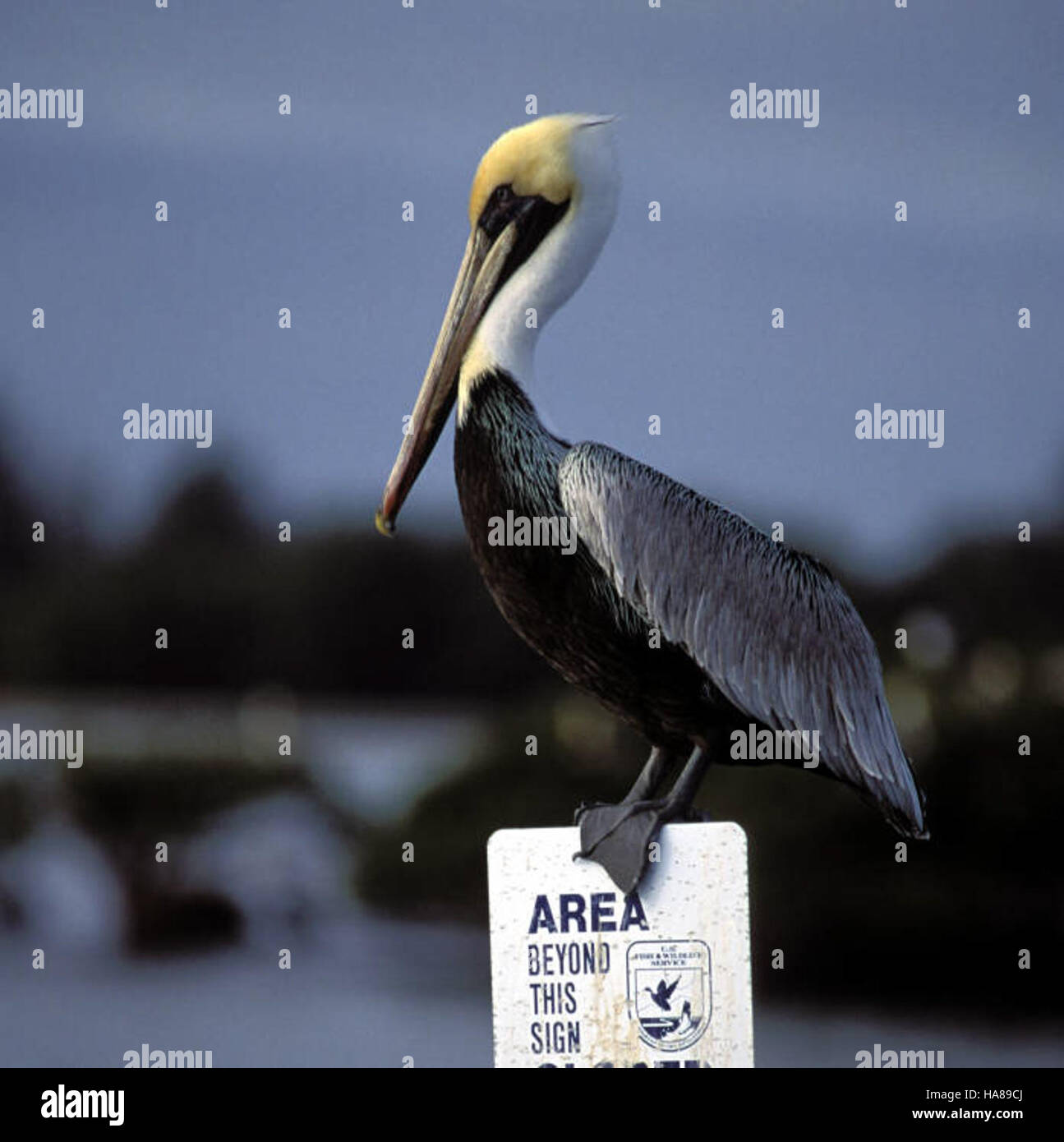 The brown pelican, once endangered, has made a successful recovery with ...