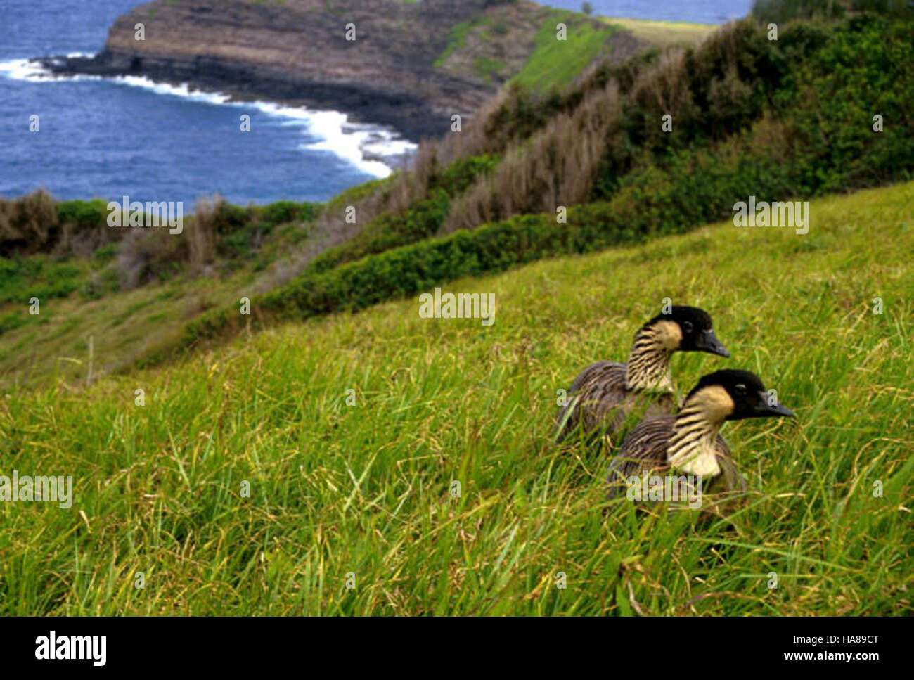 The Nene, also known as the Hawaiian Goose, is an endangered species ...
