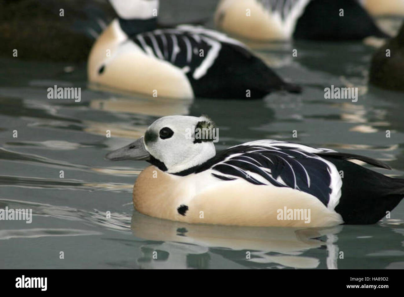 The Steller's eider, a threatened sea duck species, was showcased at ...