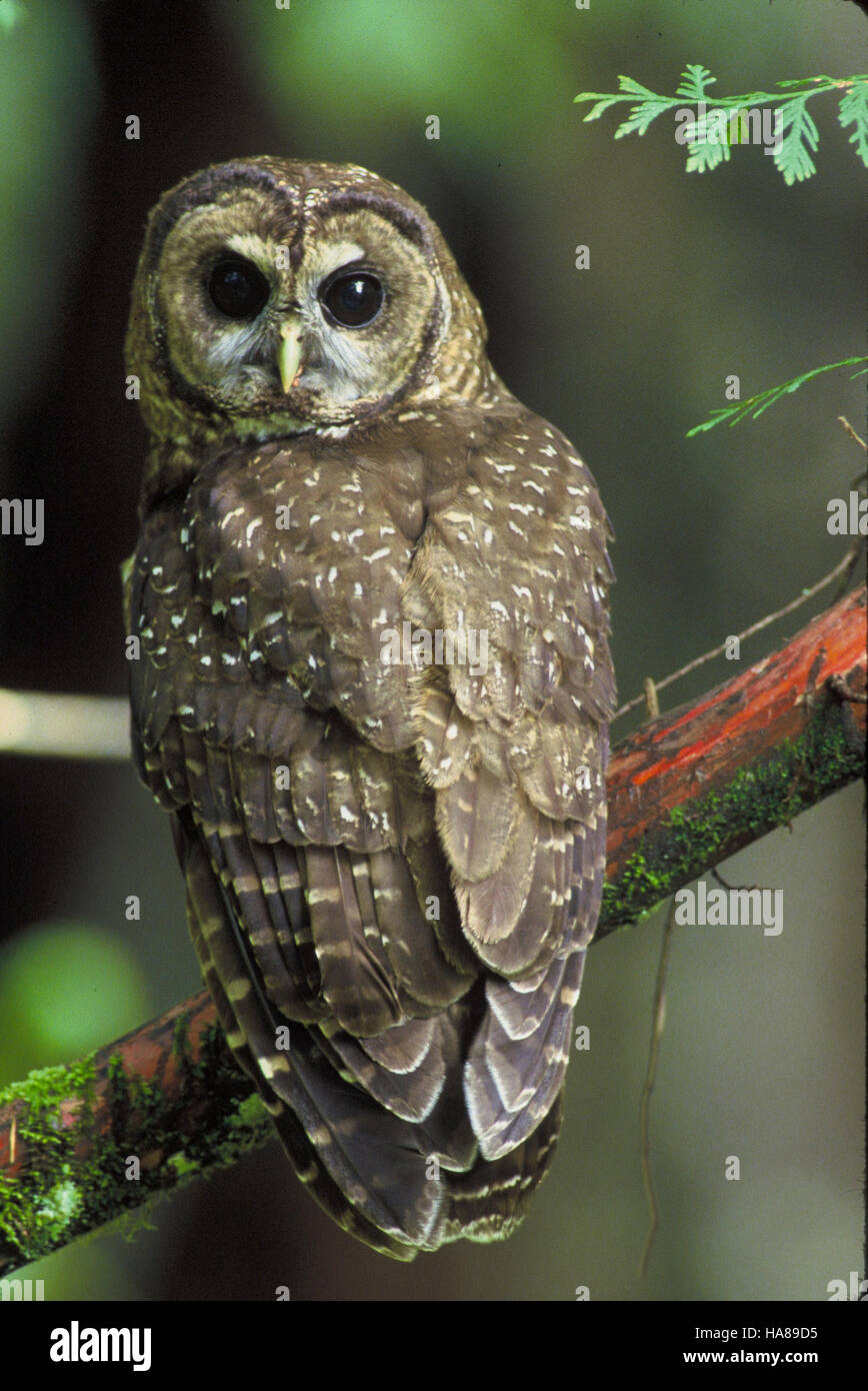 The northern spotted owl (Strix occidentalis caurina), a threatened ...