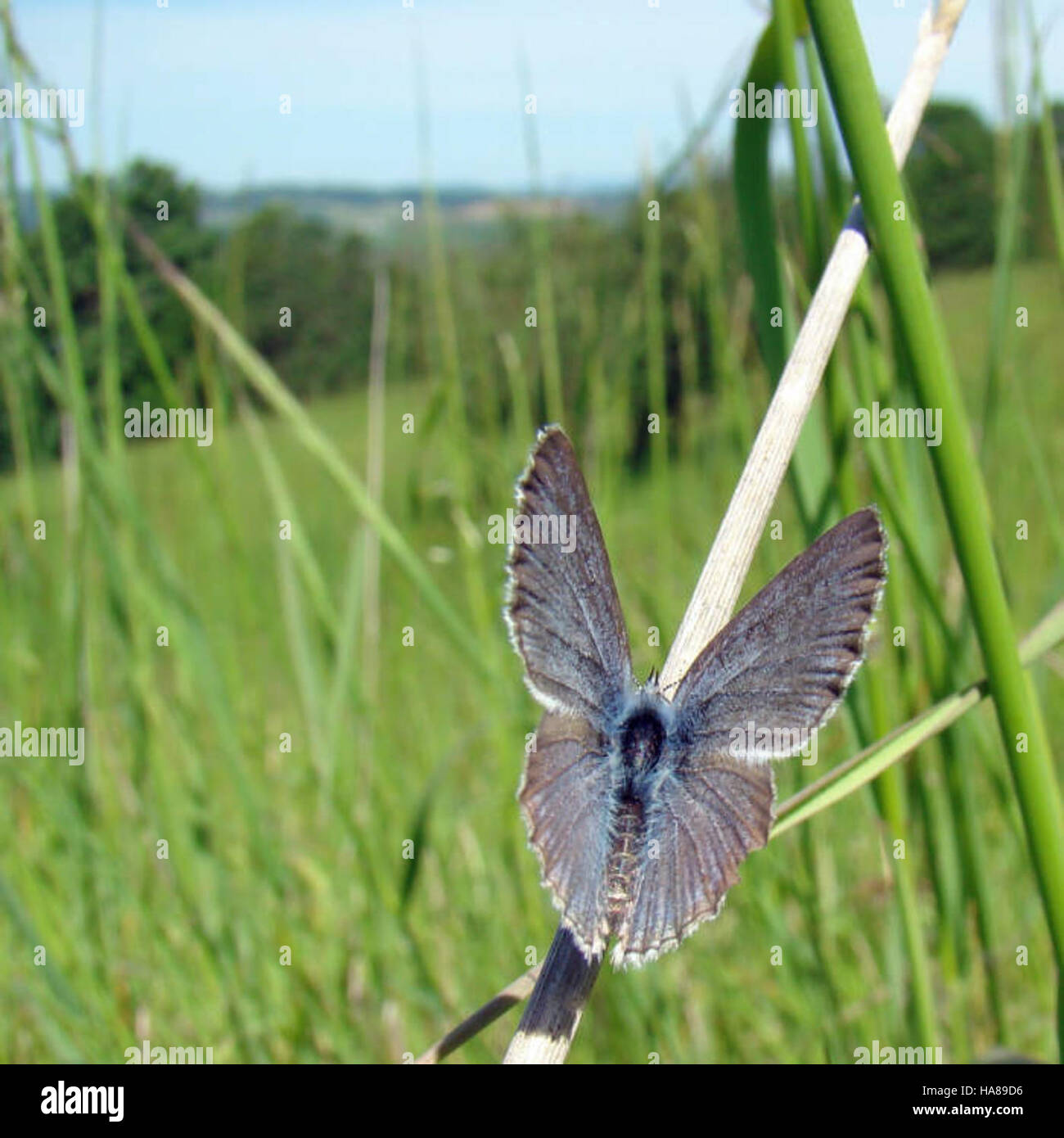 The endangered Fender’s Blue Butterfly, found in U.S. national parks ...