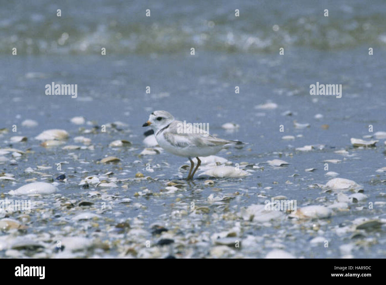 The Piping Plover, a small shorebird species, is observed in its ...