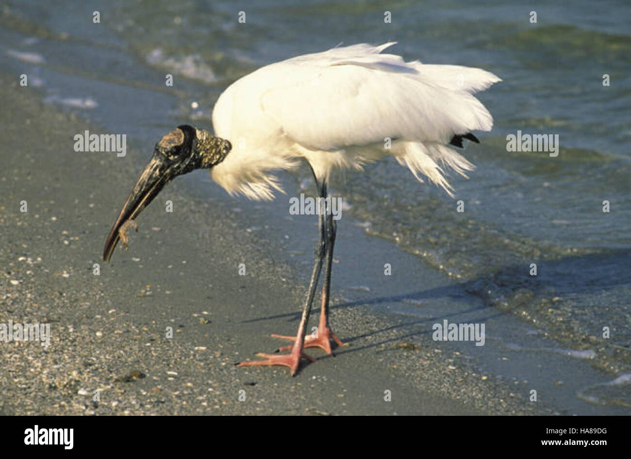 Species of stork hi-res stock photography and images - Alamy