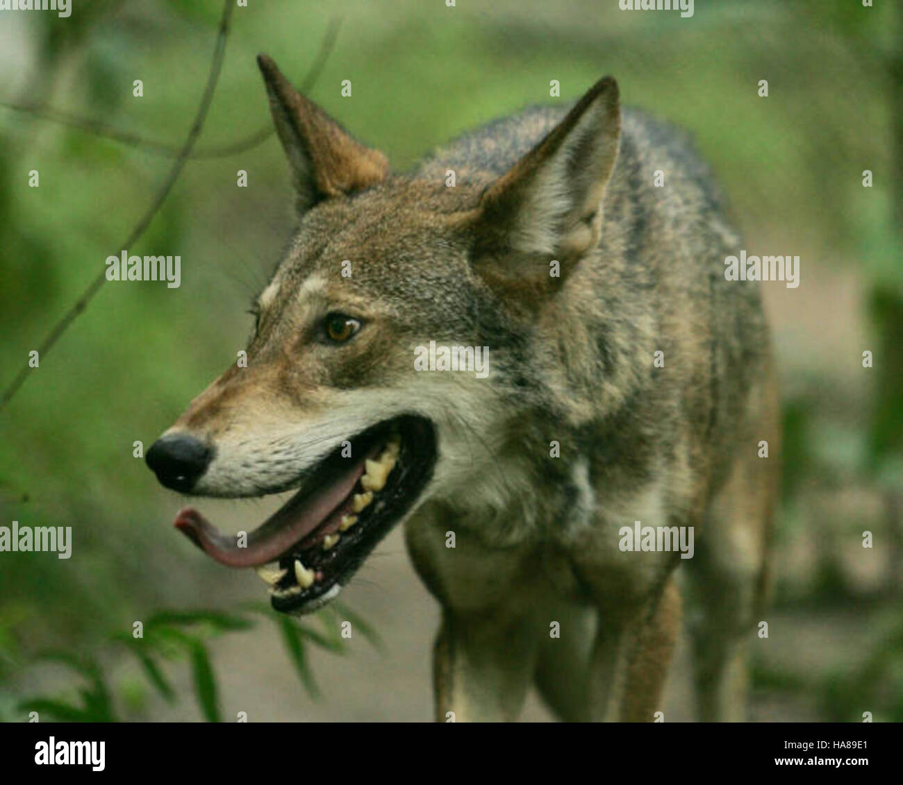 Endangered red wolf canis rufus hi-res stock photography and images - Alamy