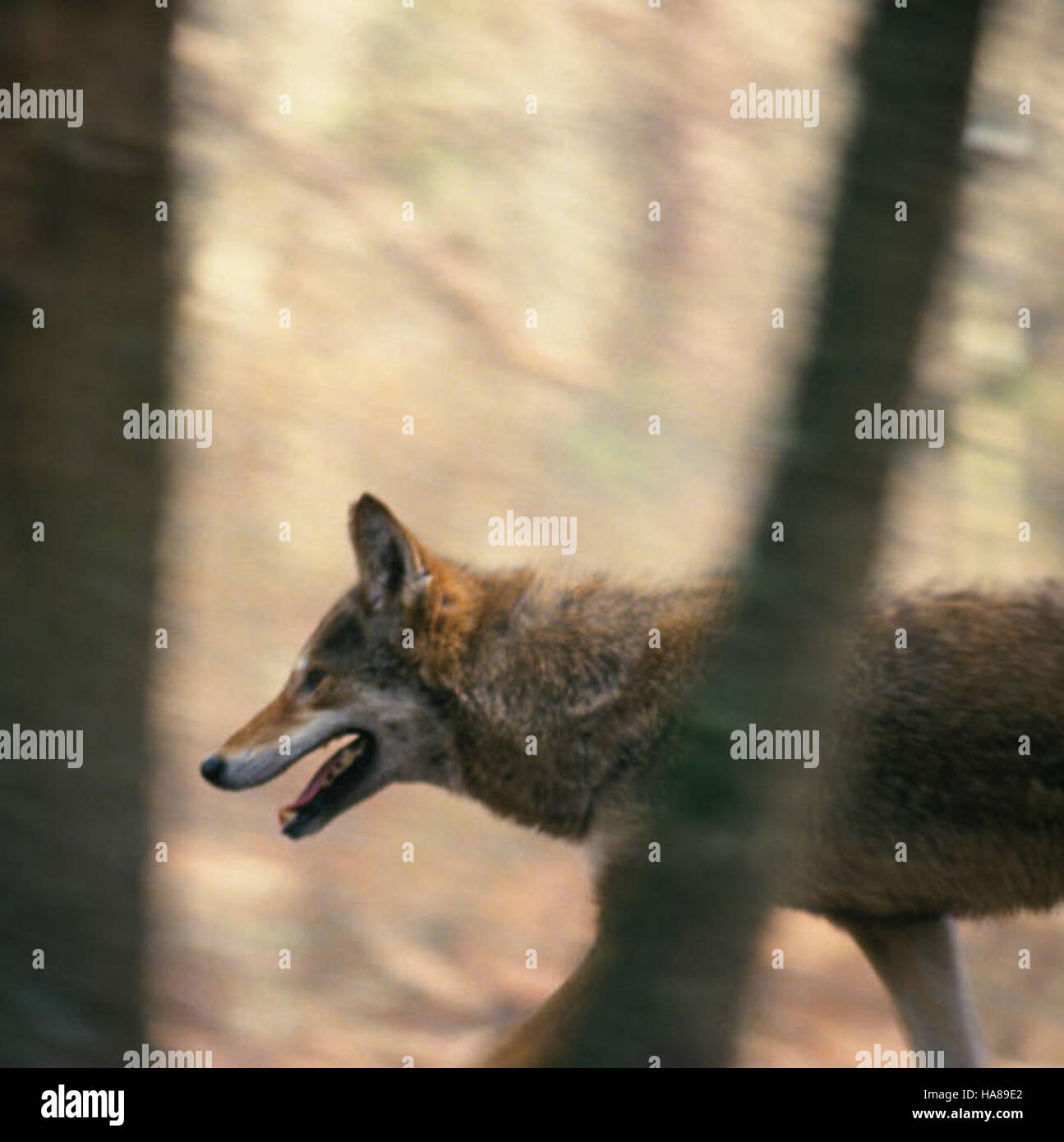 usfwsendsp 5039506128 Endangered red wolf (Canis rufus Stock Photo - Alamy