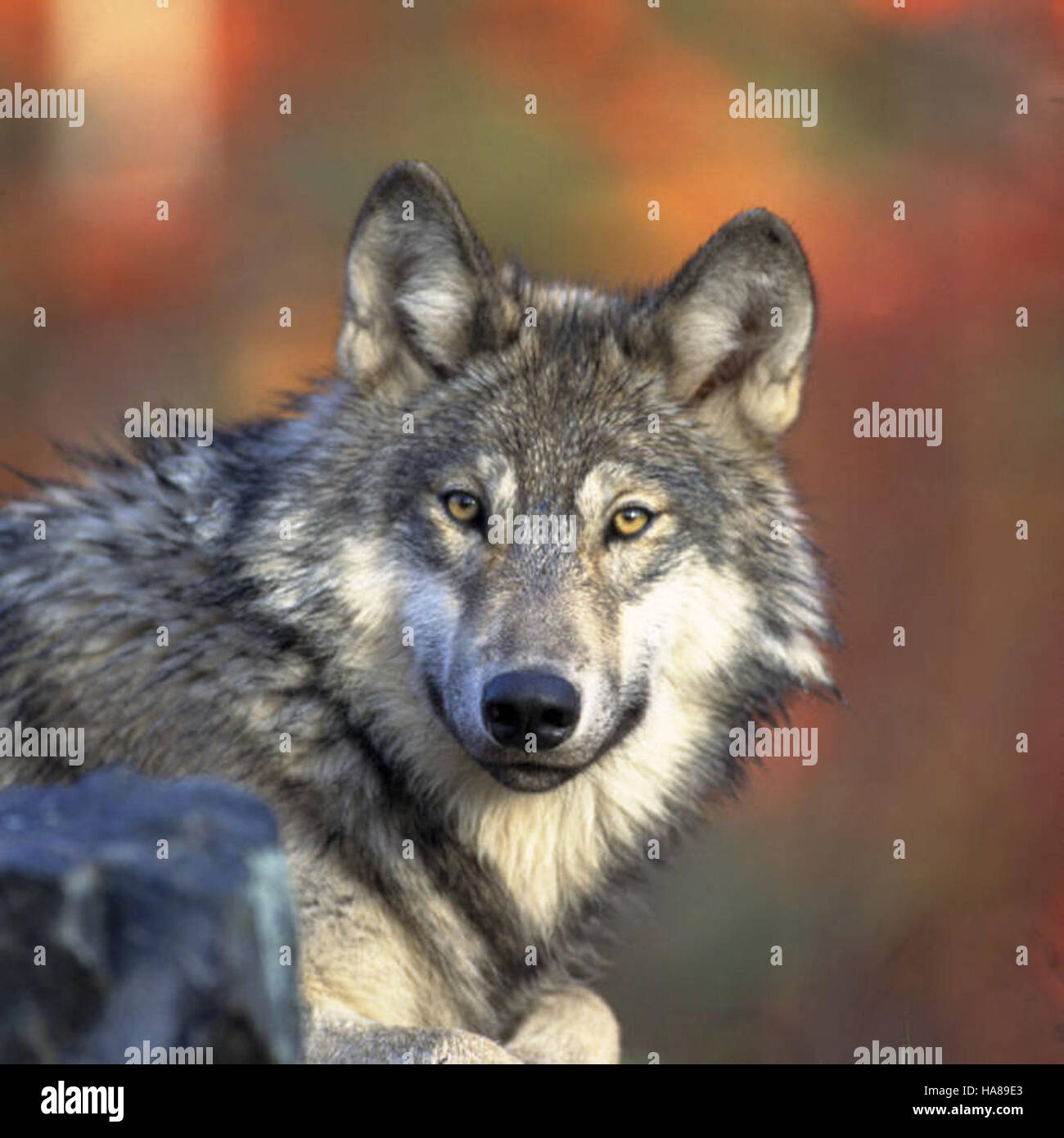 usfwsendsp 5039506344 Endangered, threated gray wolf (Endangered gray ...