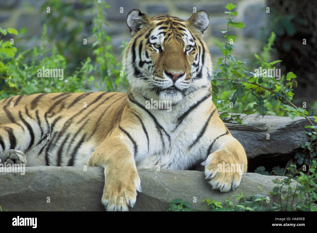 An image of the endangered tiger (Panthera tigris), an apex predator ...