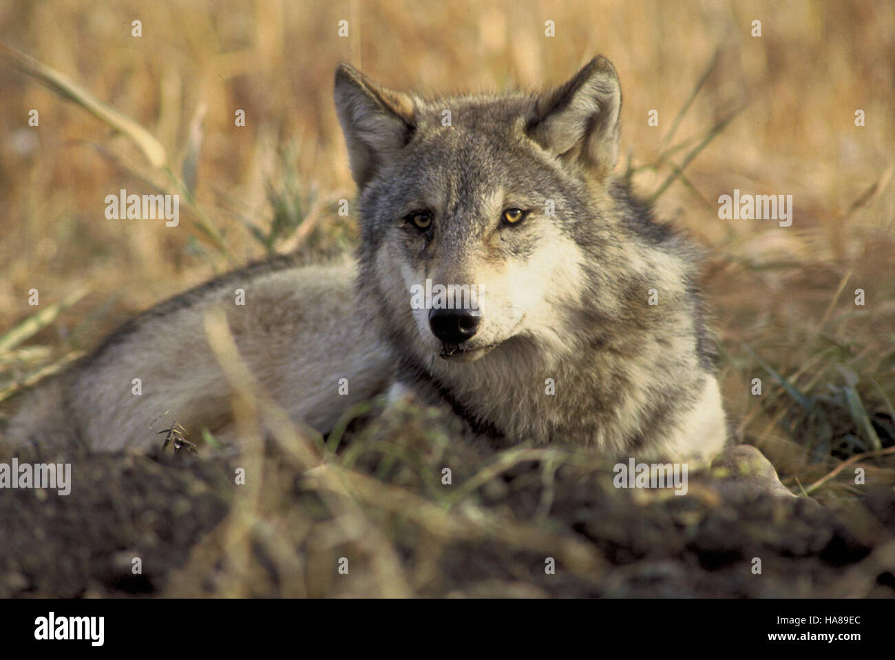 The gray wolf (Canis lupus), listed as endangered, continues to be a ...