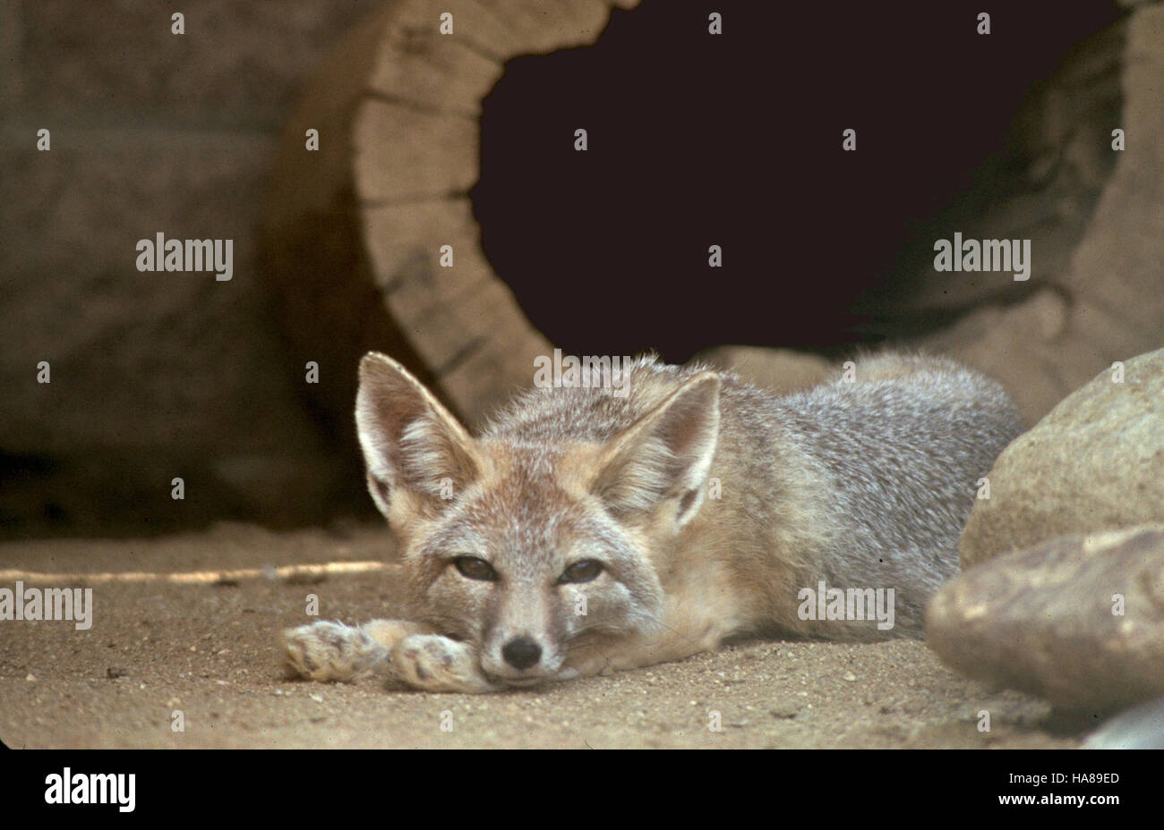 The endangered San Joaquin kit fox is a species under protection by the ...