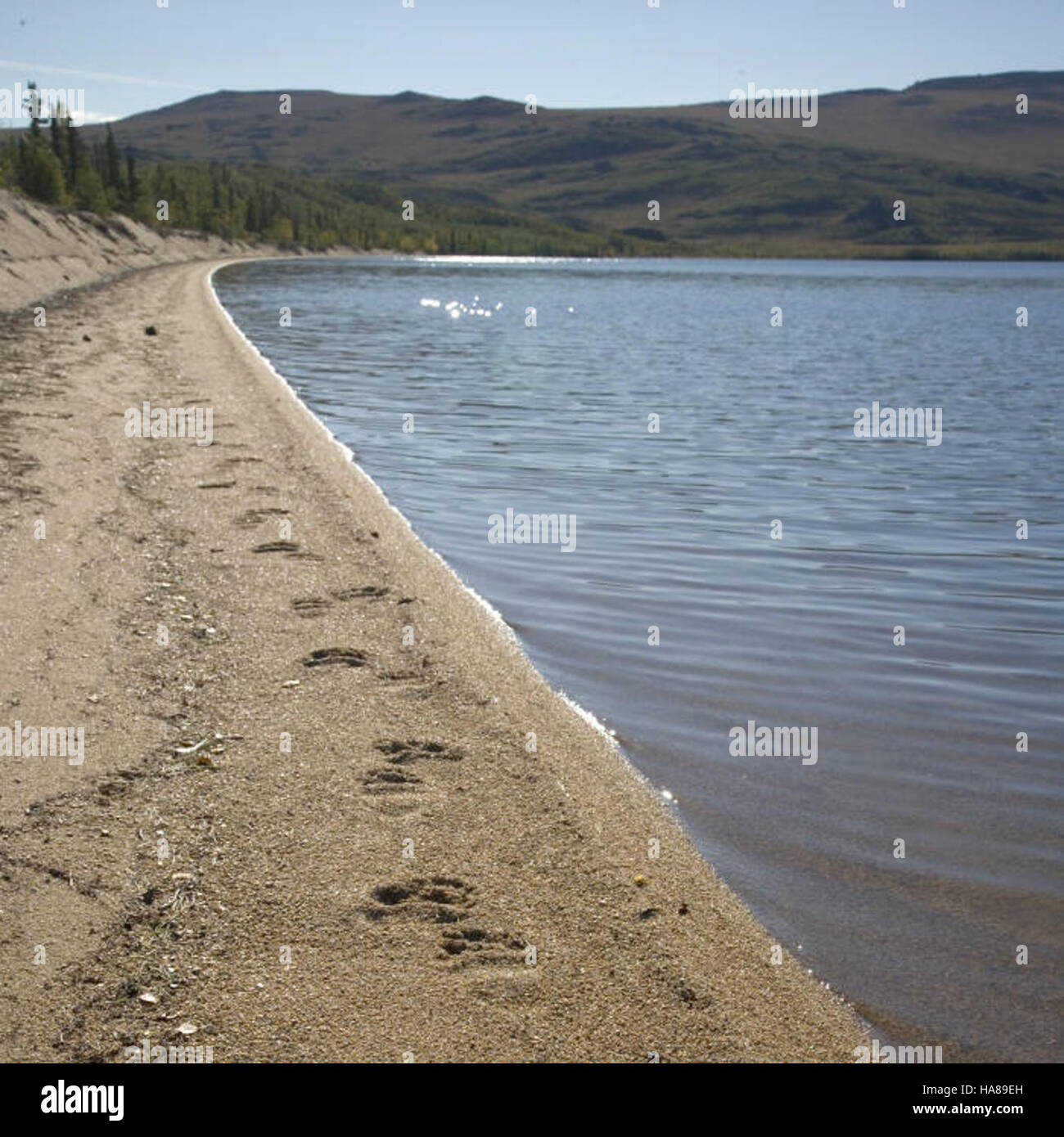 Bear Tracks Lake High Resolution Stock Photography and Images - Alamy