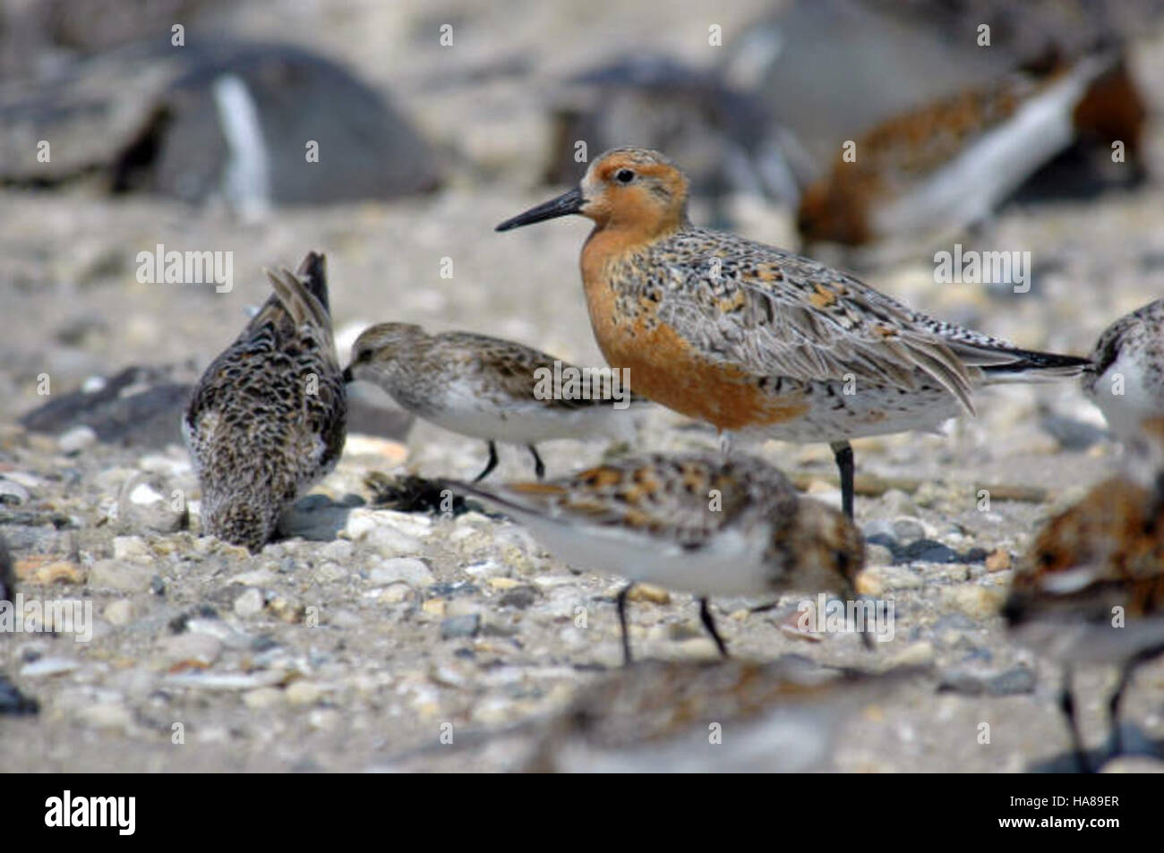 The Red Knot, a migratory bird species, is observed at Mispillion ...