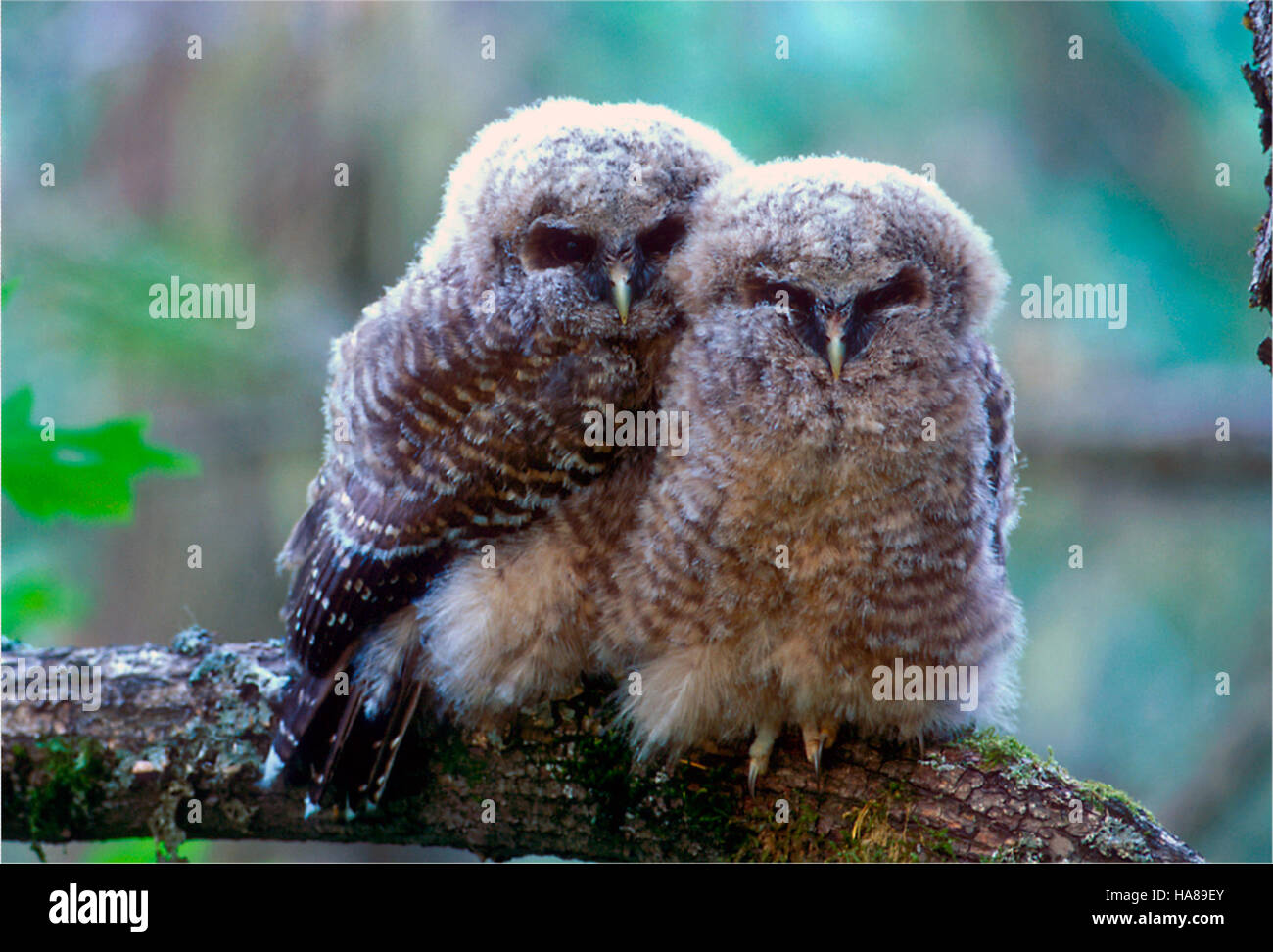 The northern spotted owl, a threatened species, faces ongoing ...