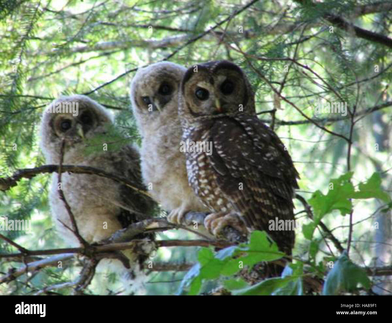The northern spotted owl, a threatened species, is closely monitored in ...