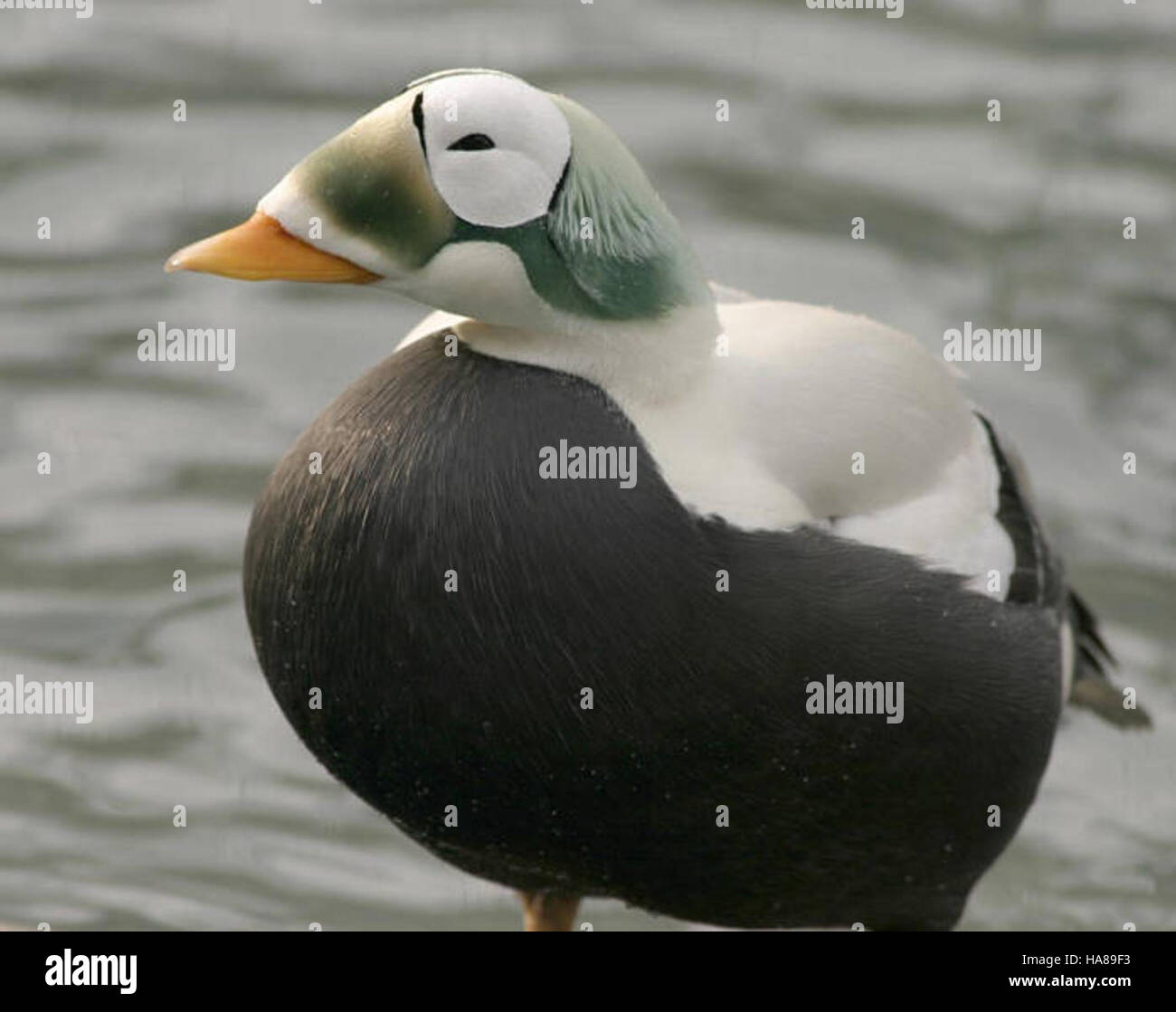 Spectacled eider somateria fischeri male hi-res stock photography and ...