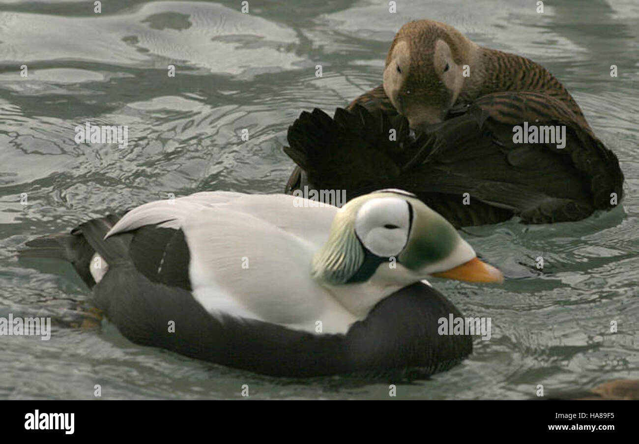 Eider center hi-res stock photography and images - Alamy