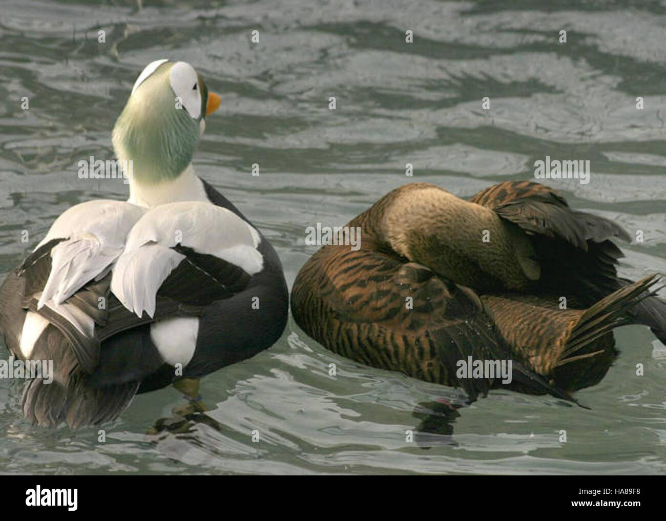 The spectacled eider, a threatened bird species, is observed at the ...