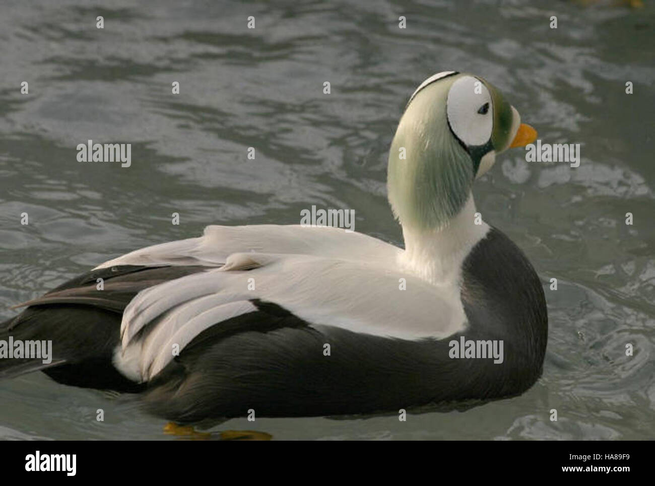 The spectacled eider, a threatened species, is featured at the Alaska ...