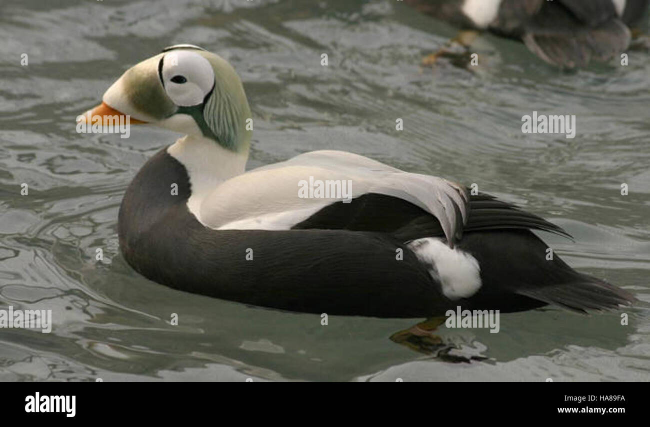 A male Spectacled Eider, a threatened species, is seen at the Alaska ...