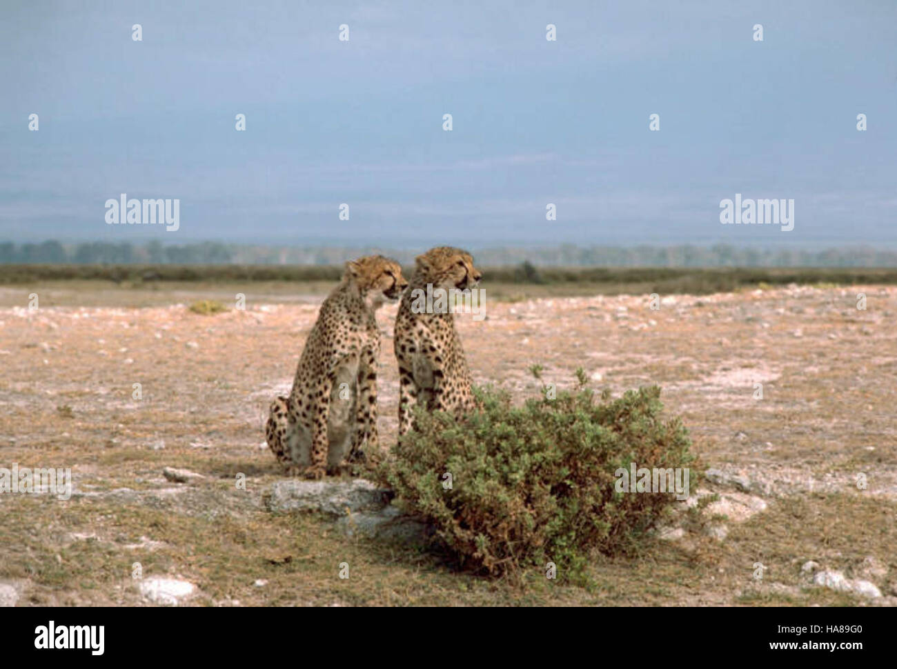 Cheetah conservation efforts hi-res stock photography and images - Alamy