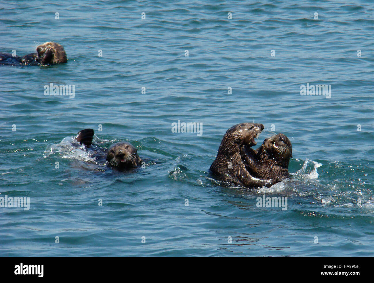 Southern sea otters, a threatened species, are captured interacting in ...