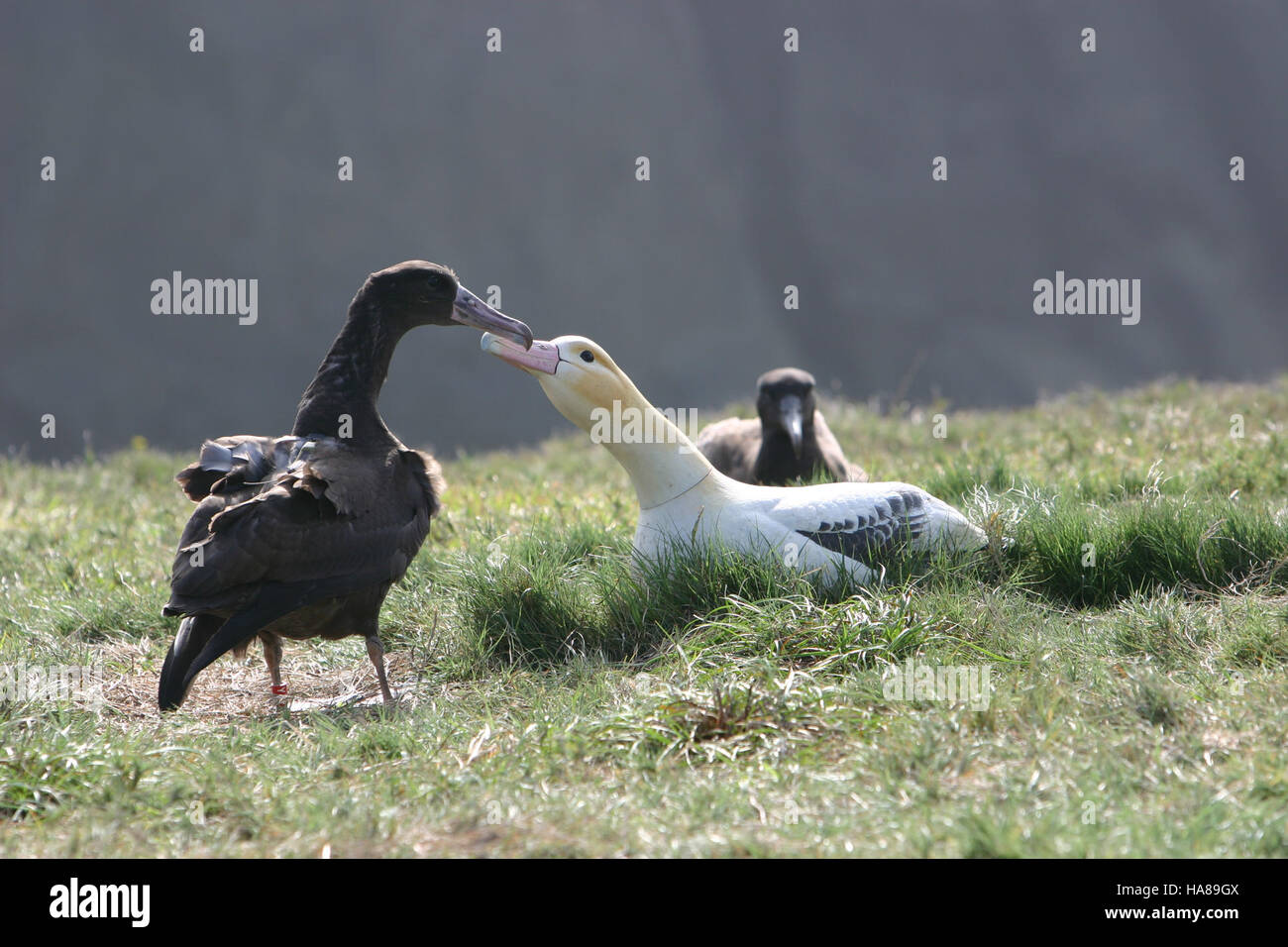 The endangered short-tailed albatross, Phoebastria albatrus, is ...