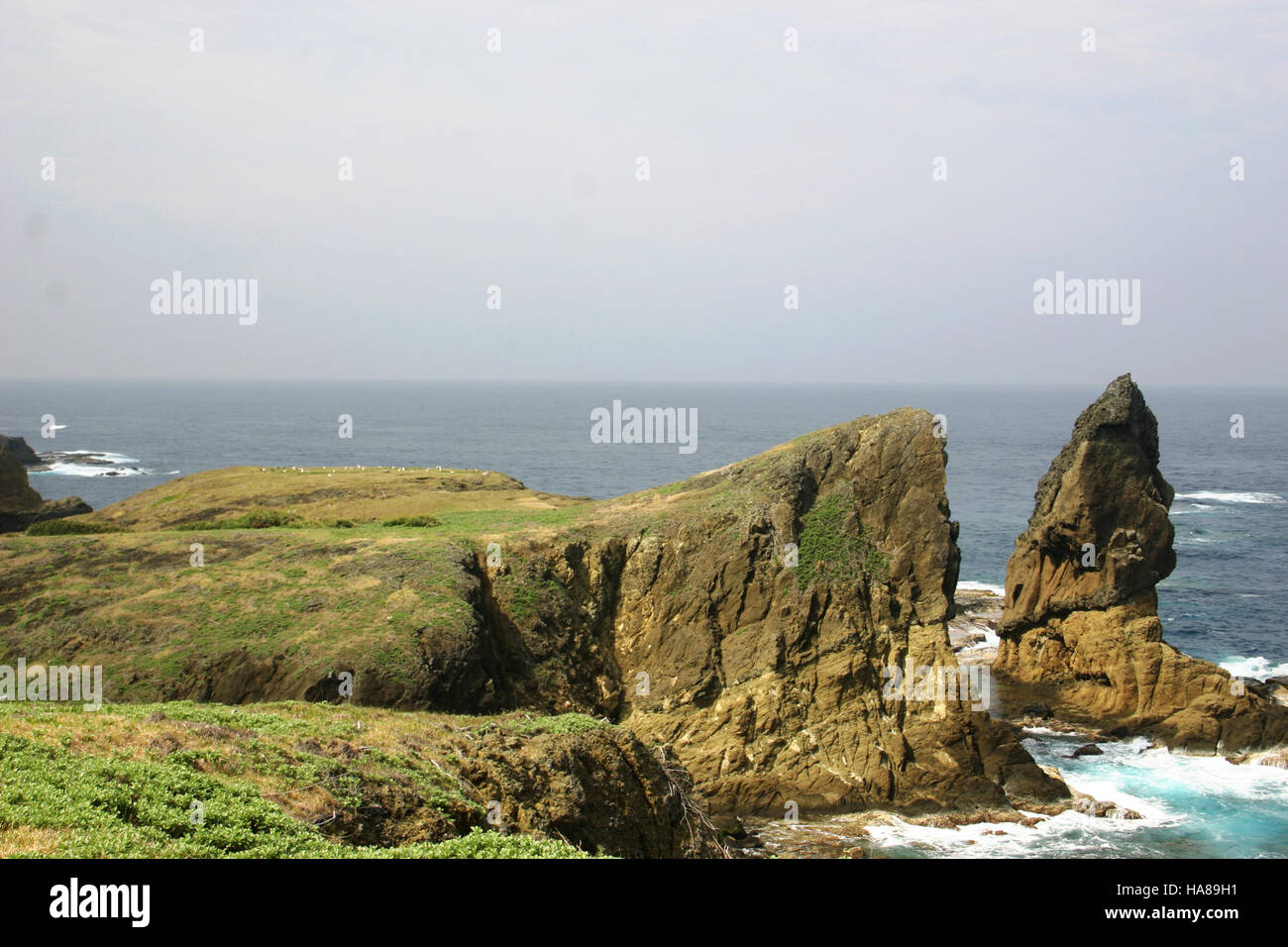 The endangered short-tailed albatross (Phoebastria albatrus) is found ...