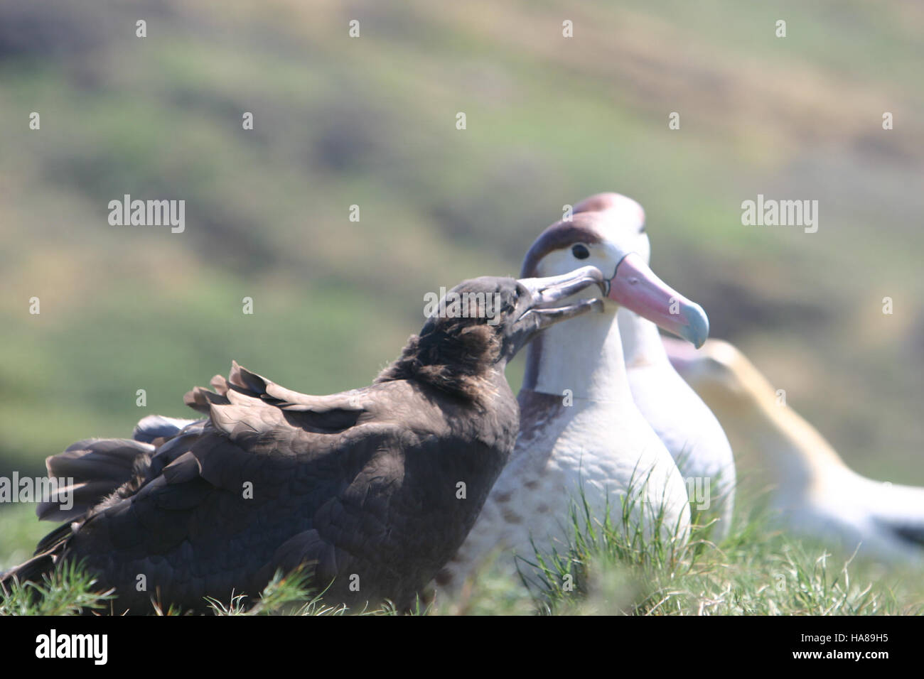 The short-tailed albatross, an endangered species, is photographed on ...
