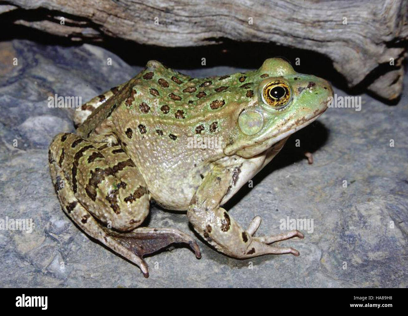Chiricahua leopard frog rana chiricahuensis hi-res stock photography and images - Alamy