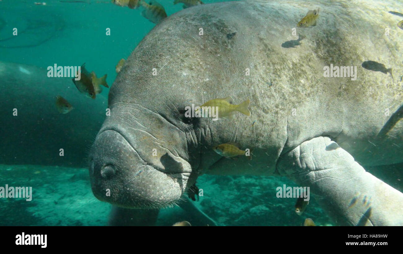 The Florida manatee (Trichechus manatus), an endangered species, is ...