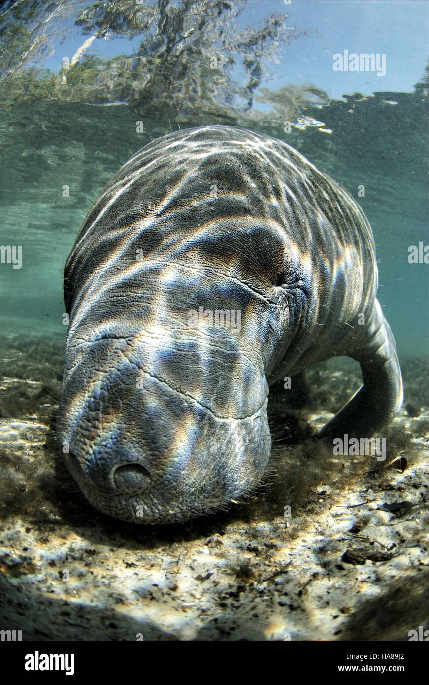 A photo of the endangered Florida manatee in Crystal River National ...