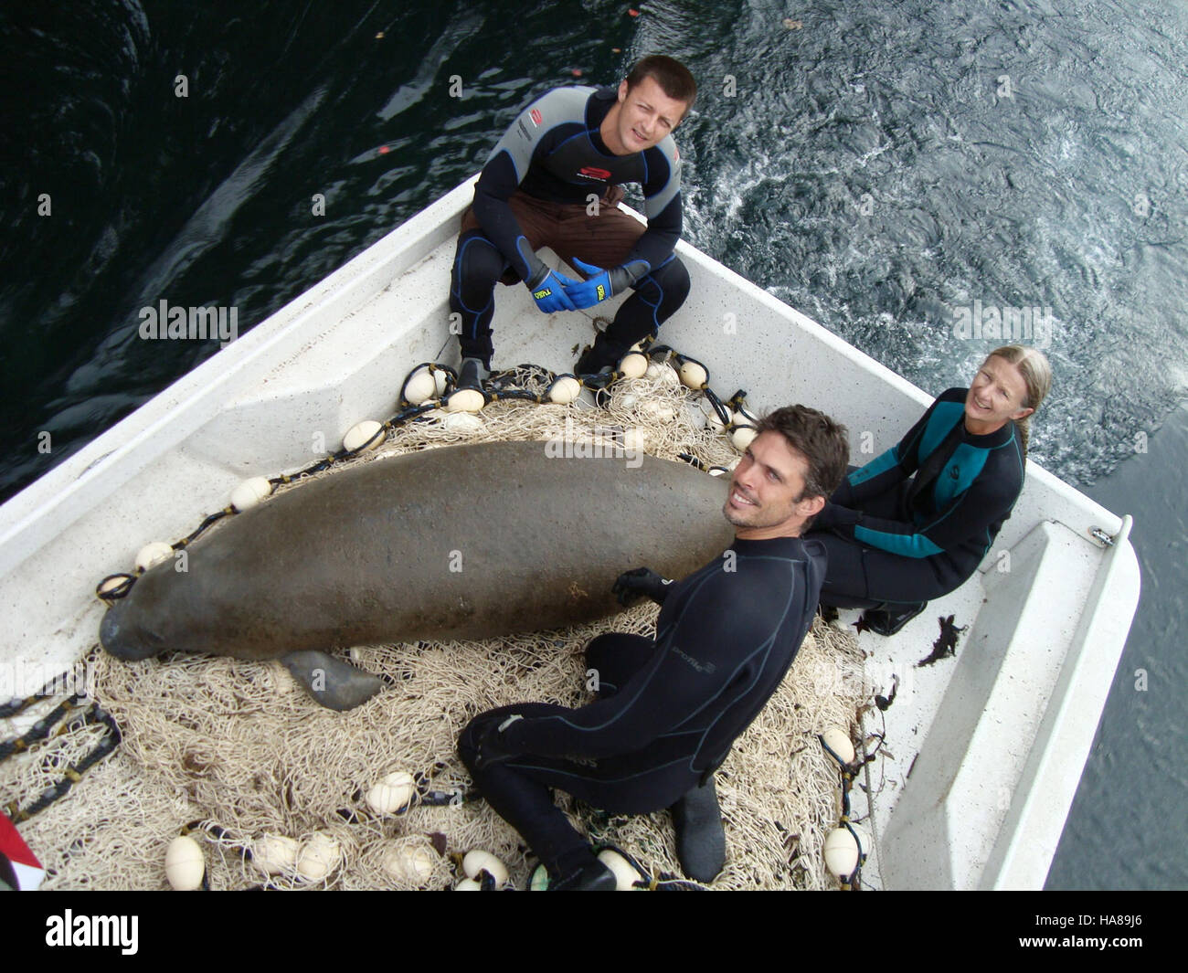 The Florida manatee, an endangered species, is protected at the Crystal ...
