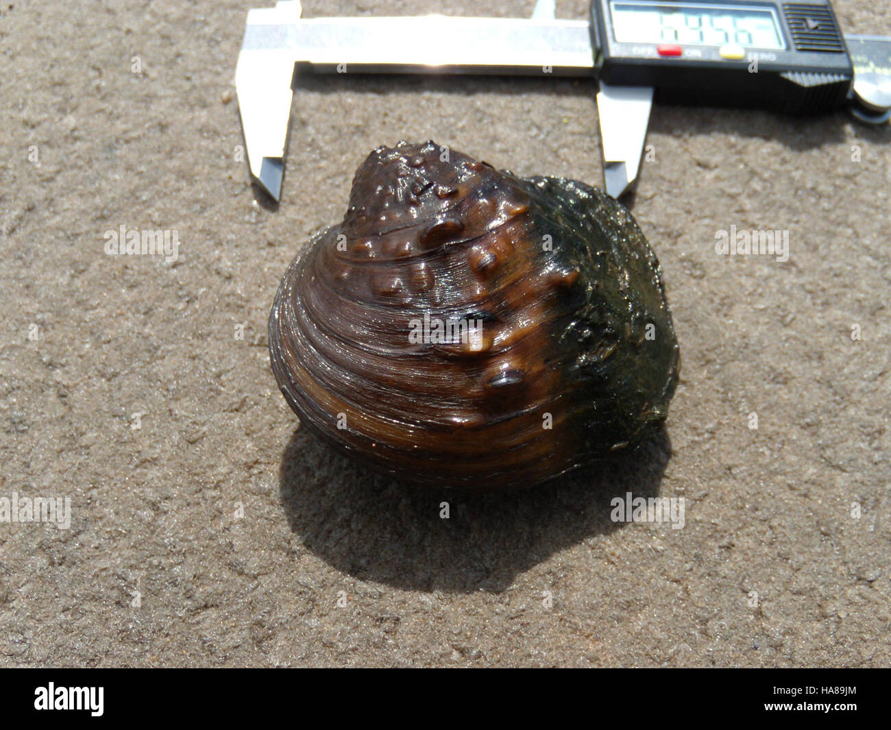 usfwsendsp 5454314518 Endangered winged mapleleaf (Quadrula fragosa ...